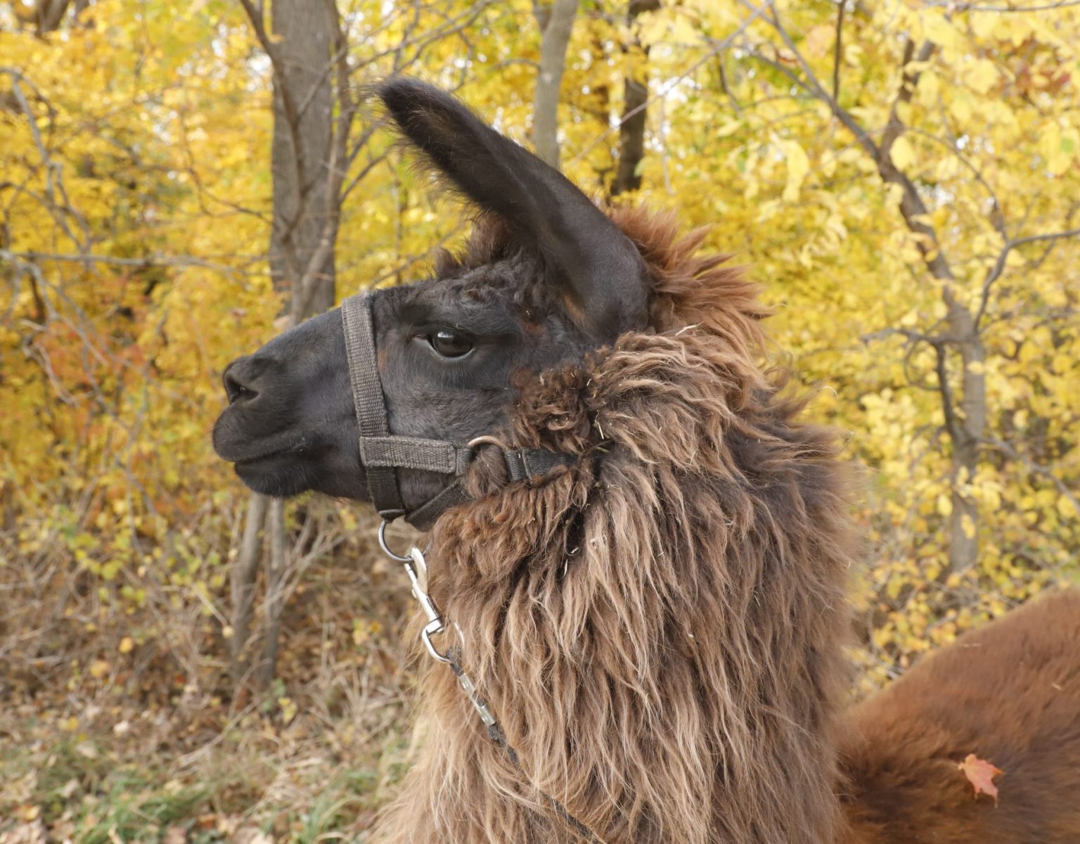 Who We Are - Happy Jolly Llamas